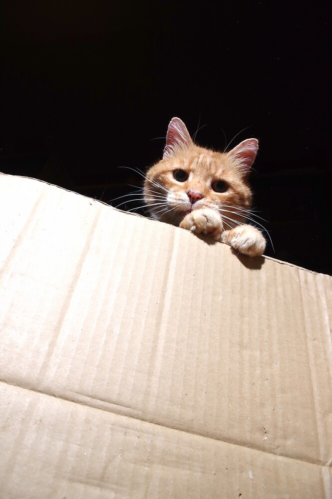 "Ginger cat looking into cardboard box" by turniptowers | Redbubble