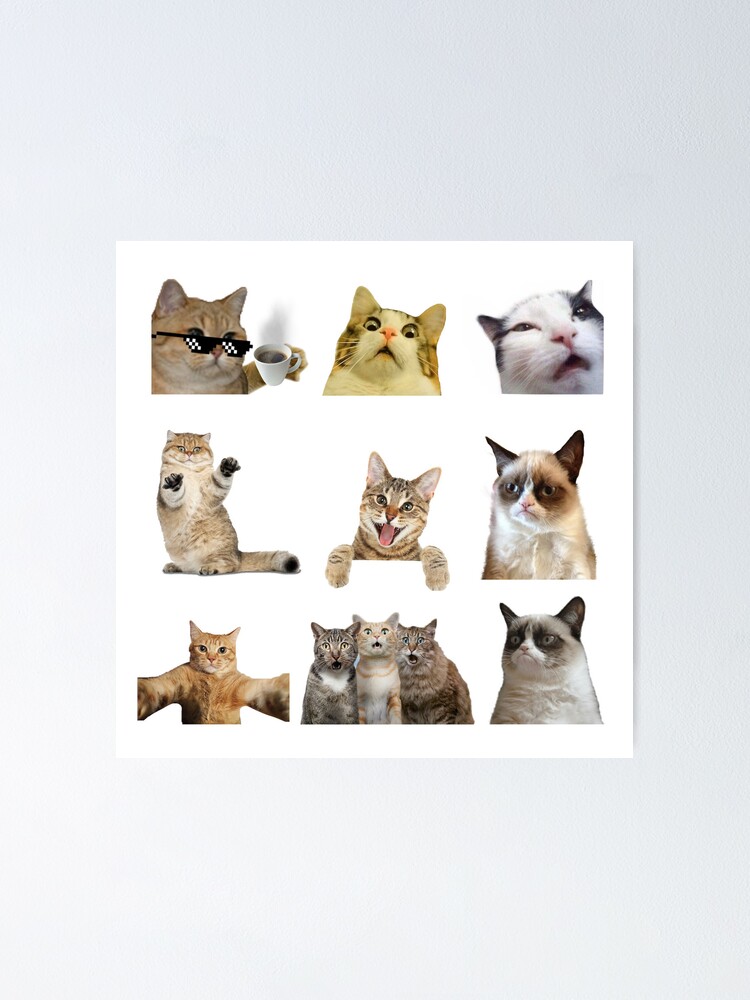"Cat meme sticker pack" Poster for Sale by MacraeGraphics | Redbubble