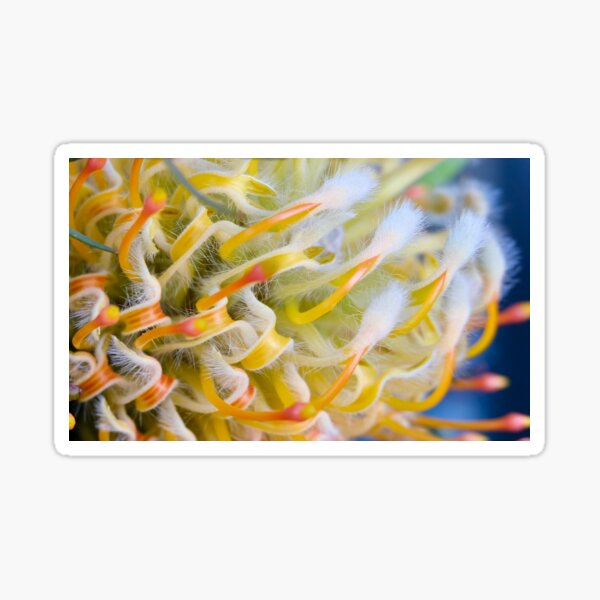 "Australian Native Flowers " Sticker for Sale by Billie-B-Design ...