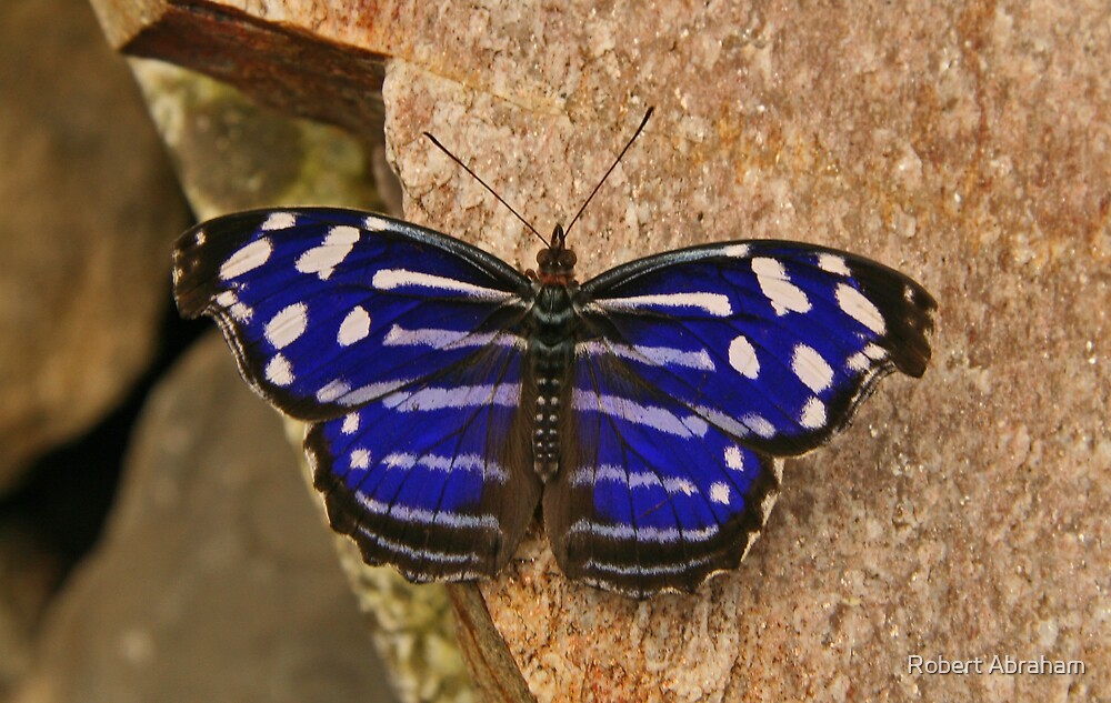 "Blue Wave Butterfly" by Robert Abraham | Redbubble