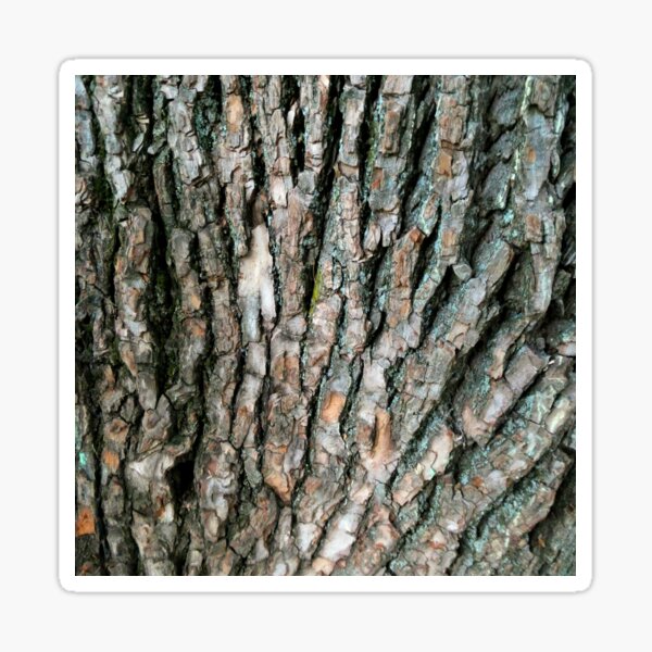 "Ash tree bark" Sticker for Sale by AdioraStore | Redbubble