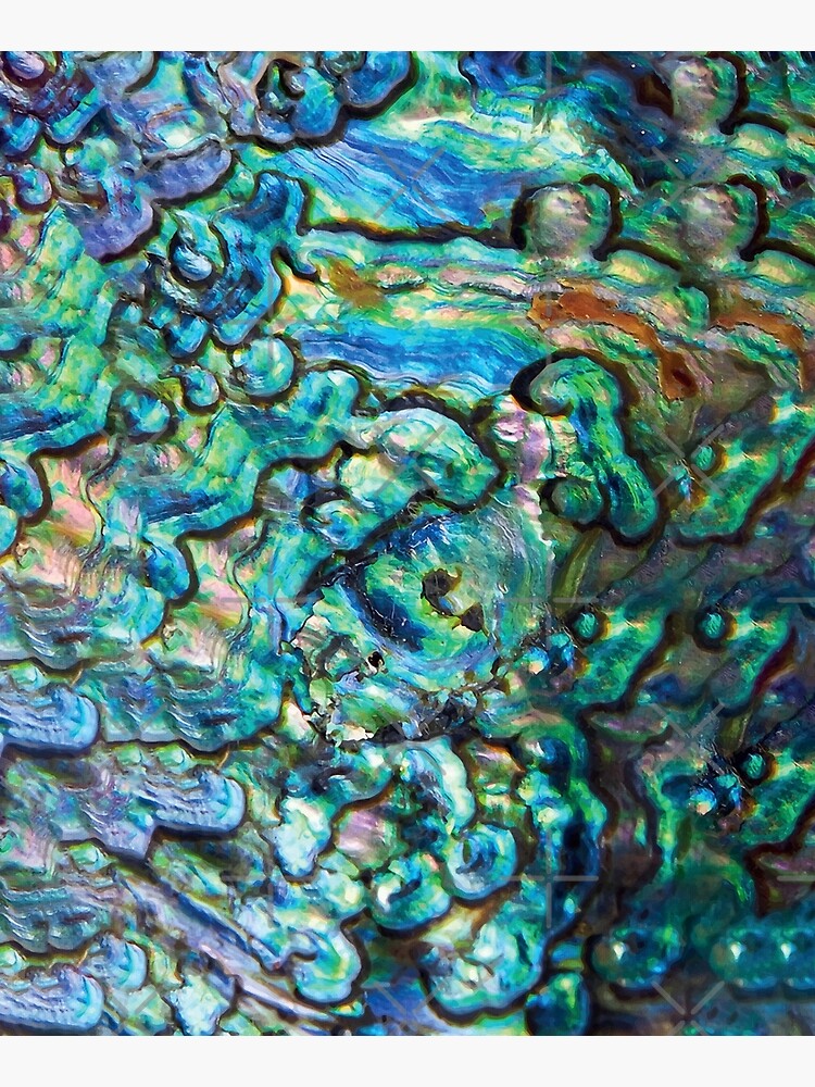 "Polished Paua Abalone Shell, Abstract Paua Abalone Shell Texture ...