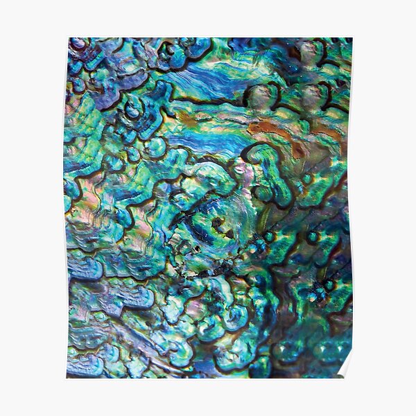 "Polished Paua Abalone Shell, Abstract Paua Abalone Shell Texture ...