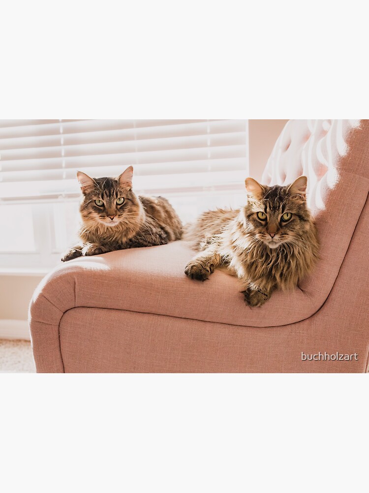 "Cats Laying Side by Side on Pink Office Chair" Sticker for Sale by ...