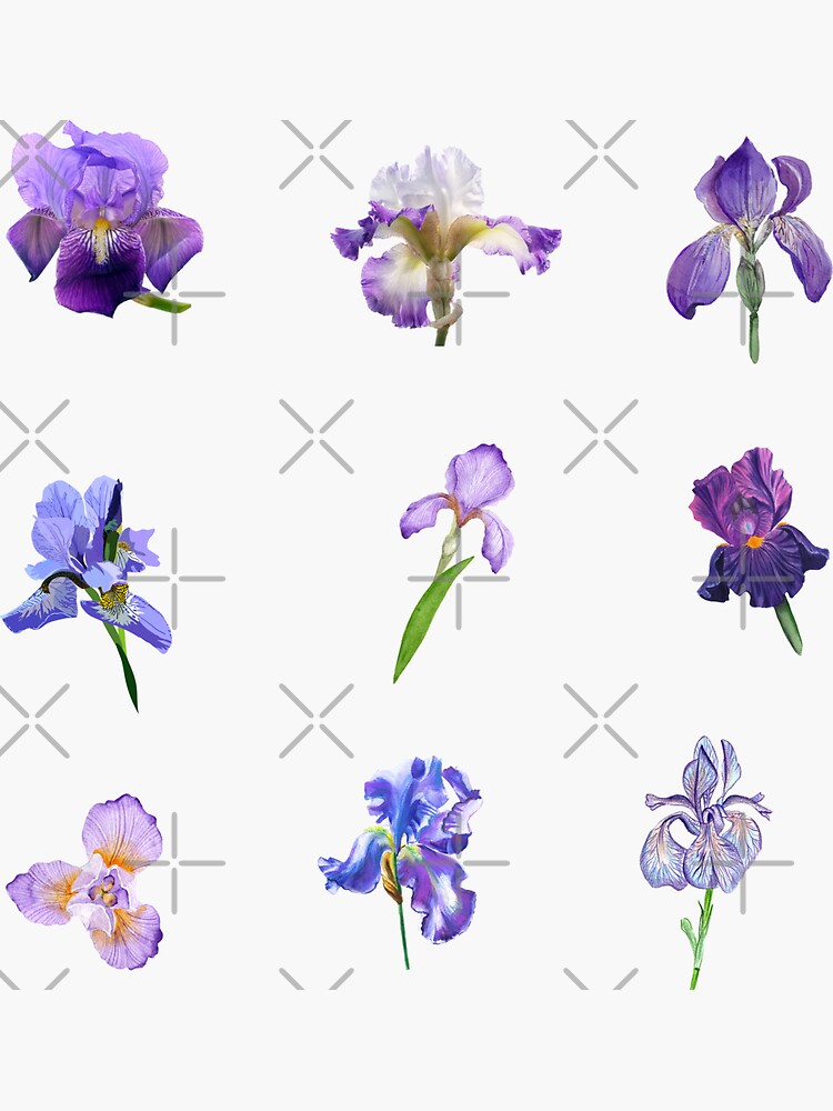 "Mixed Beautiful Iris Flowers" Sticker for Sale by silviaol | Redbubble