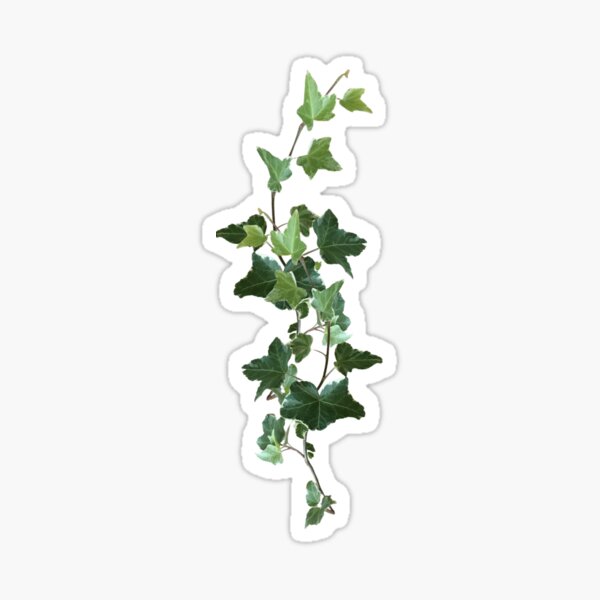 "Variegated Ivy Plant Vine " Sticker for Sale by EveryDayDabble | Redbubble