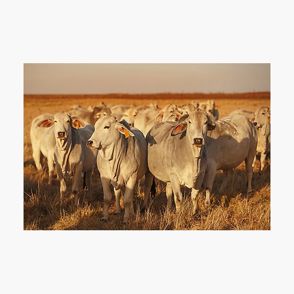 "Brahman Cows Painting" Photographic Print for Sale by Christian Biluan ...