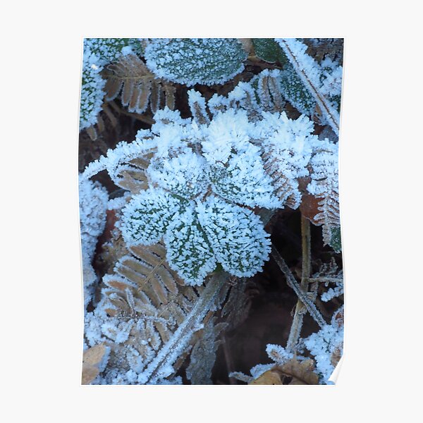 "Frosted Bramble and Fern Leaves" Poster for Sale by wiggyofipswich ...