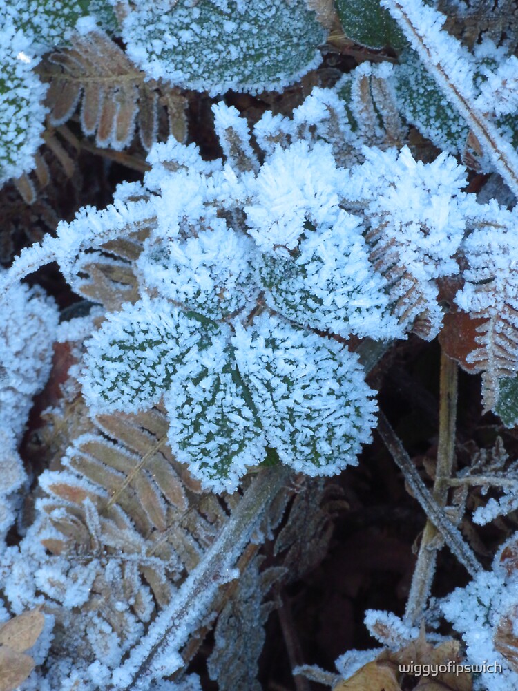 "Frosted Bramble and Fern Leaves" Sticker for Sale by wiggyofipswich ...