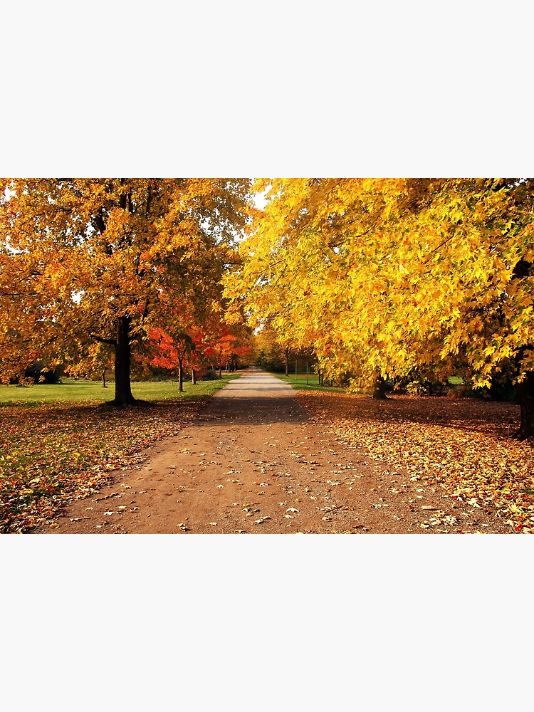 "Maple Lane" Poster by debop | Redbubble