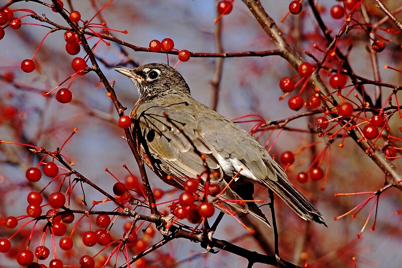 "Robin Heaven" by Debbie Oppermann | Redbubble