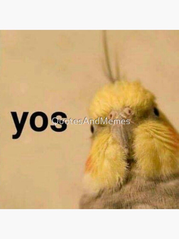 "yos bird birb funny shitpost meme" Sticker for Sale by QuotesAndMemes ...