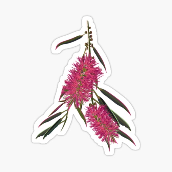 "pink bottlebrush Australian flower" Sticker for Sale by Sidouseller ...