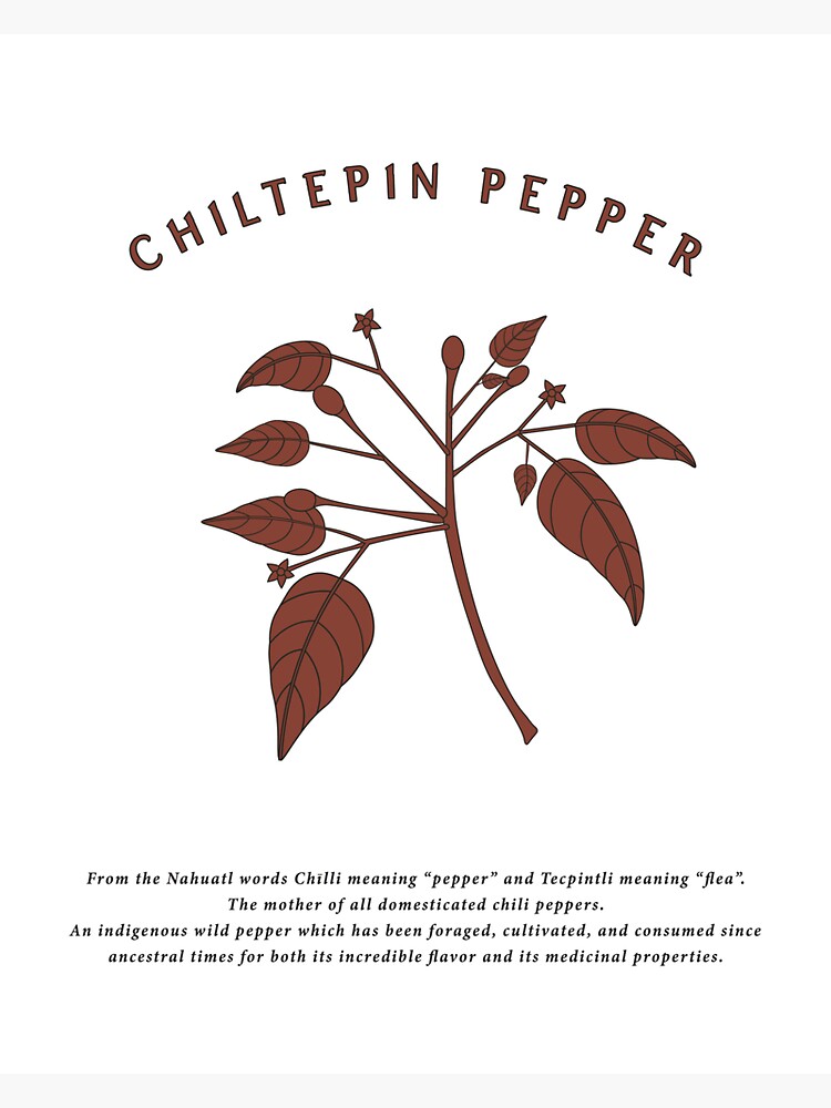 "Chiltepin Pepper Art" Sticker for Sale by ConSafos | Redbubble