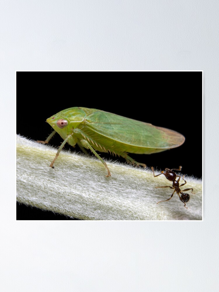 "Common Green Leafhopper with Ant" Poster for Sale by wesleysgo | Redbubble