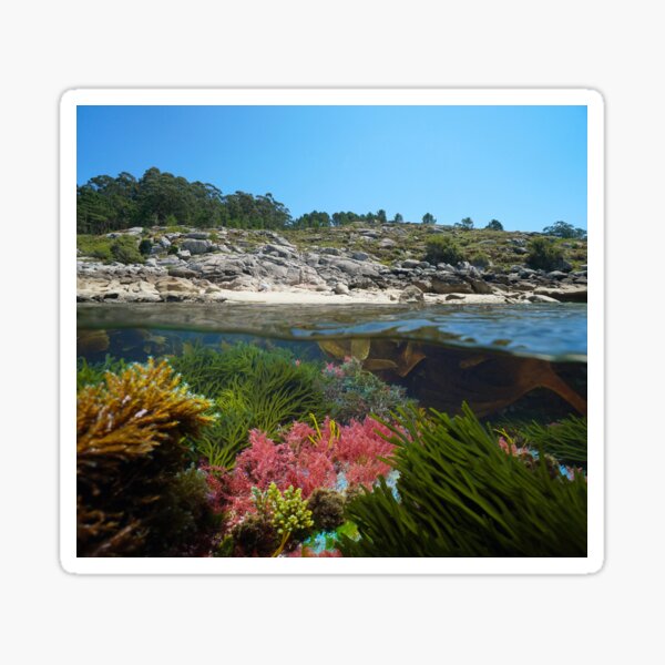 "Spain Galicia coastline and colorful algae split view over under water ...
