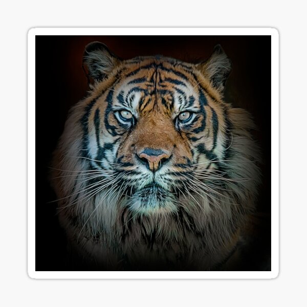 "Tiger, Tiger Burning Bright" Sticker for Sale by Tarrby | Redbubble