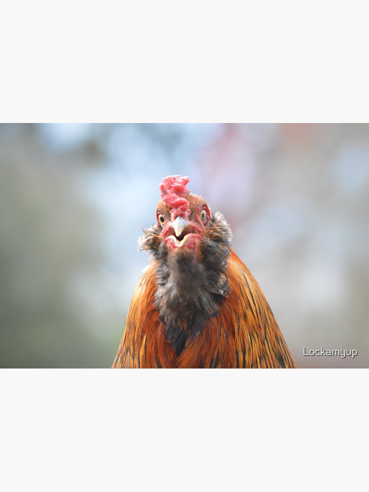 "Funny Rooster Face" Sticker for Sale by Lockamyup | Redbubble