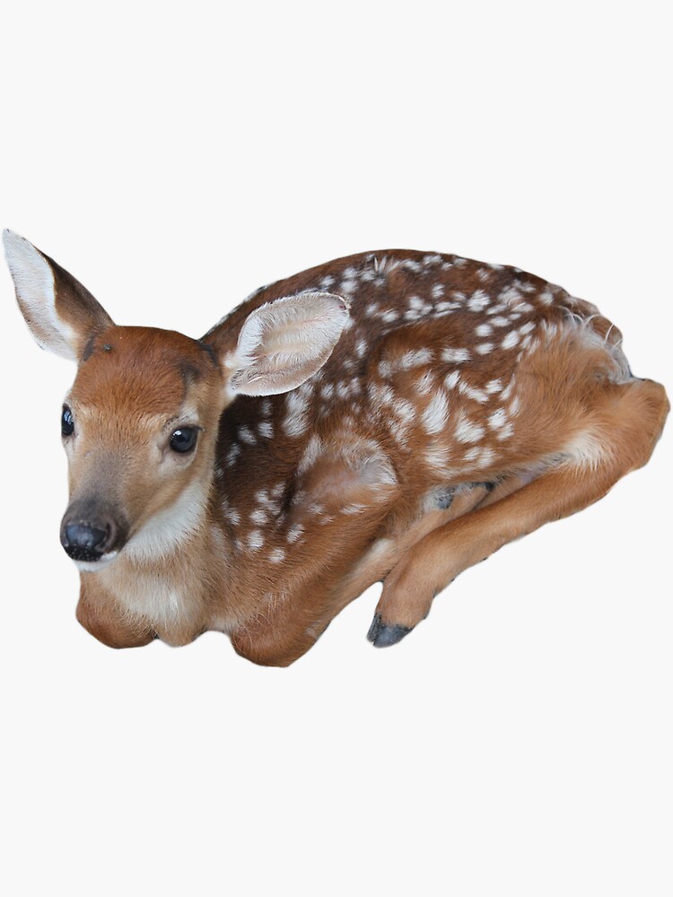 "Fawn sticker" Sticker for Sale by rooroor | Redbubble