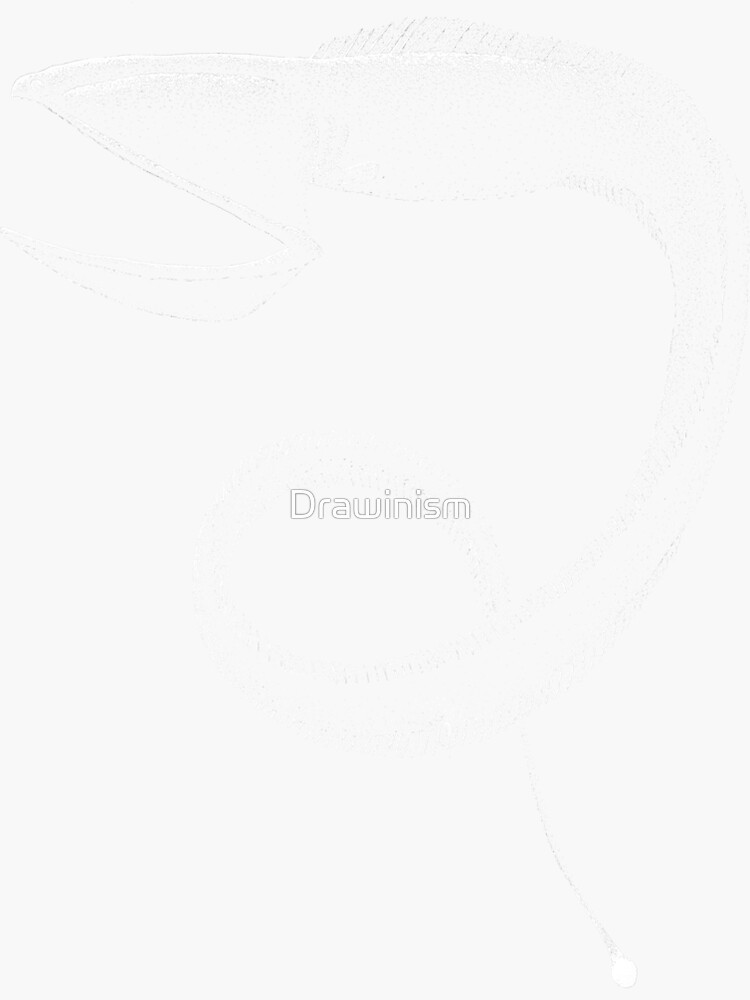 "Gulper Eel Illustration" Sticker for Sale by Drawinism | Redbubble