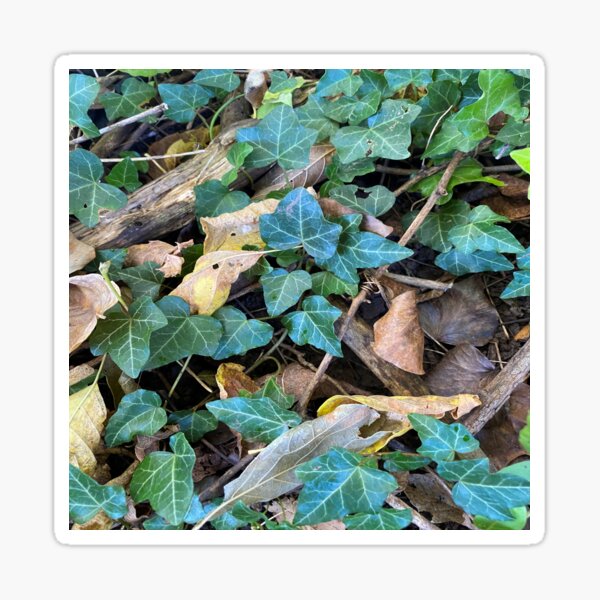 "Ground Covered with English Ivy " Sticker for Sale by CJRPics | Redbubble
