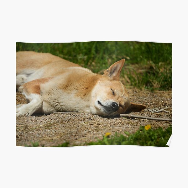 "Sleepy Dingo" Poster for Sale by AndyFayeImagery | Redbubble