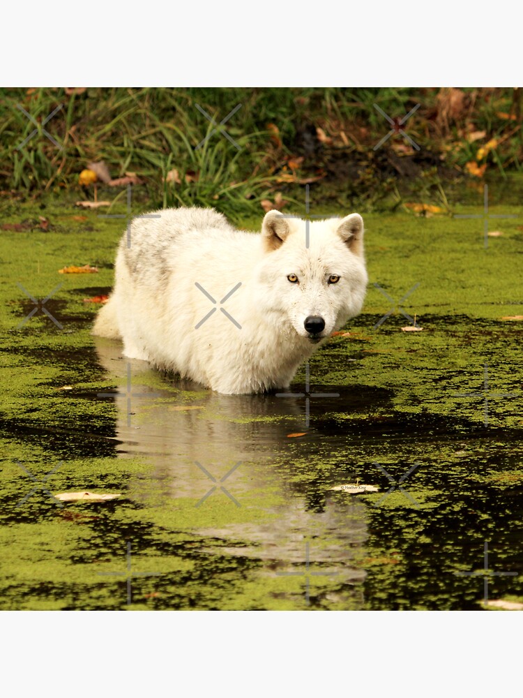 "Watchful Eyes" Sticker for Sale by locustgirl | Redbubble