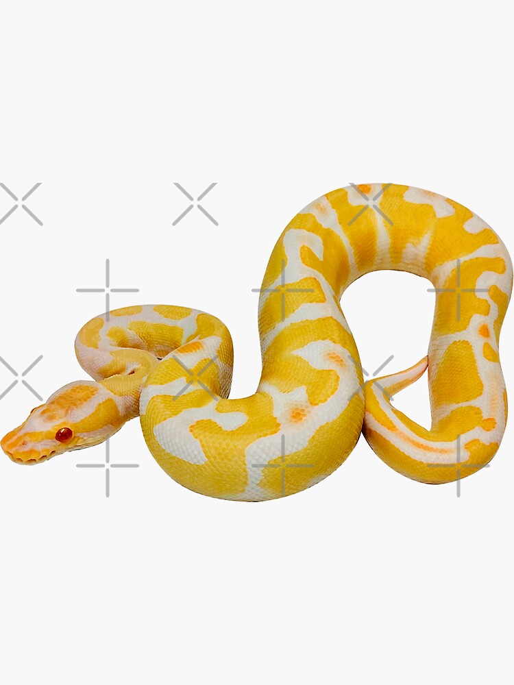 "Banana Albino ball pythons - Python regius - Amelanistic" Sticker for ...