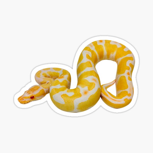 "Banana Albino ball pythons - Python regius - Amelanistic" Sticker for ...
