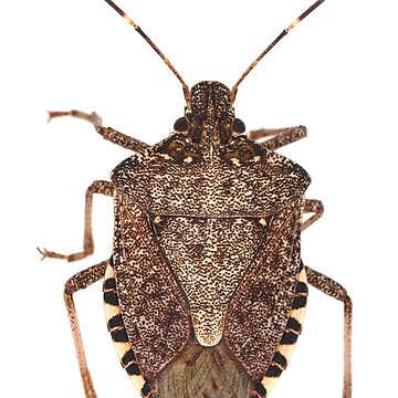 "Brown marmorated stink bug" Sticker for Sale by Sergii Dymchenko | Redbubble