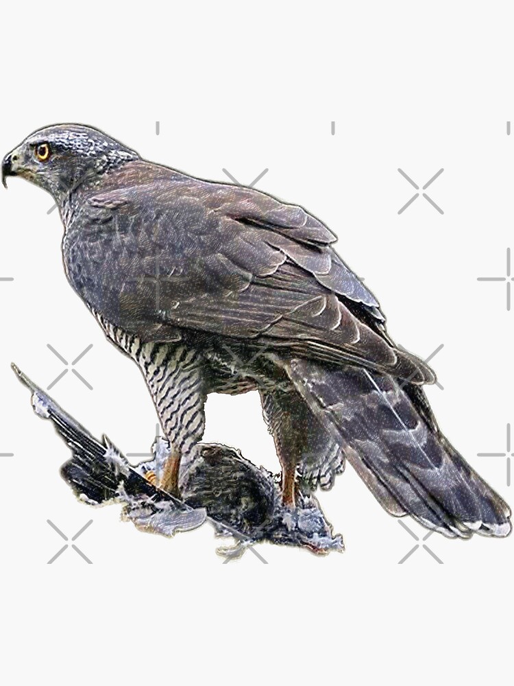 "Goshawk with caught prey" Sticker for Sale by slikar | Redbubble