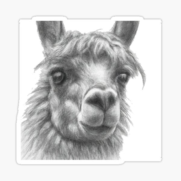 "Pencil drawing of a cute llama" Sticker for Sale by TnT-Merch | Redbubble
