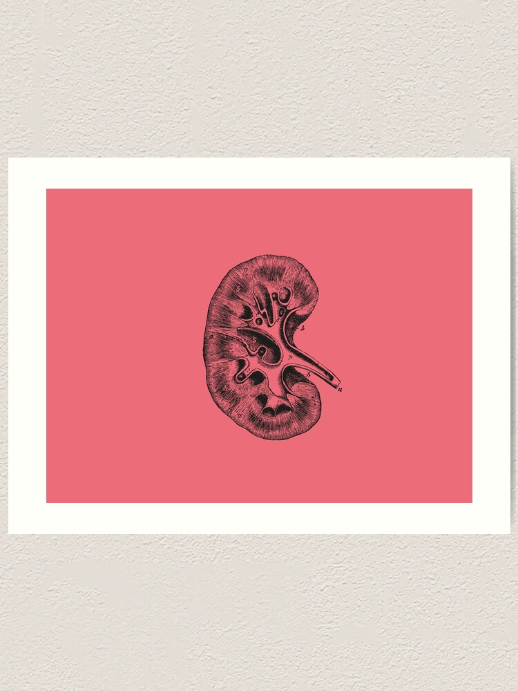 "Kidney Anatomical Vintage Drawing - Human Brain, Heart, Rib Cage ...