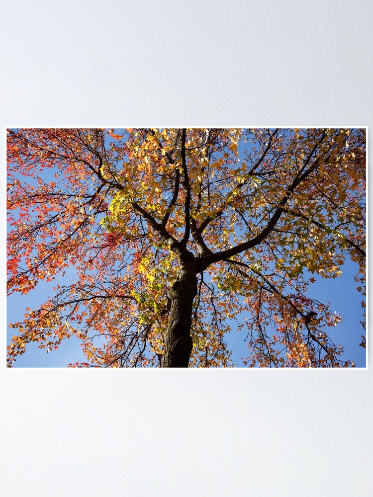 "Maple (Acer ), colorful fall foliage on a crowned maple tree" Poster ...