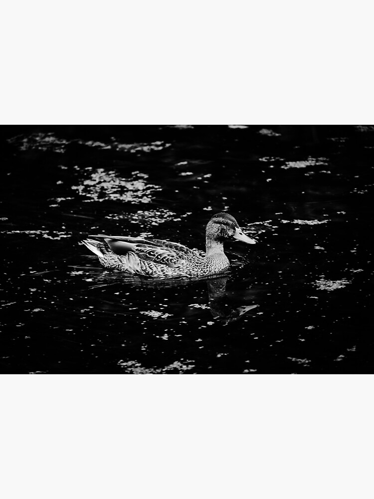 "Mallard Duck bw Antrim Nature" Sticker for Sale by eddiebarronshop ...