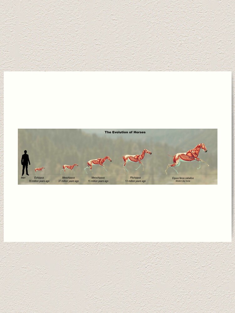 "The Evolution of Horses Muscle Study" Art Print for Sale by ...