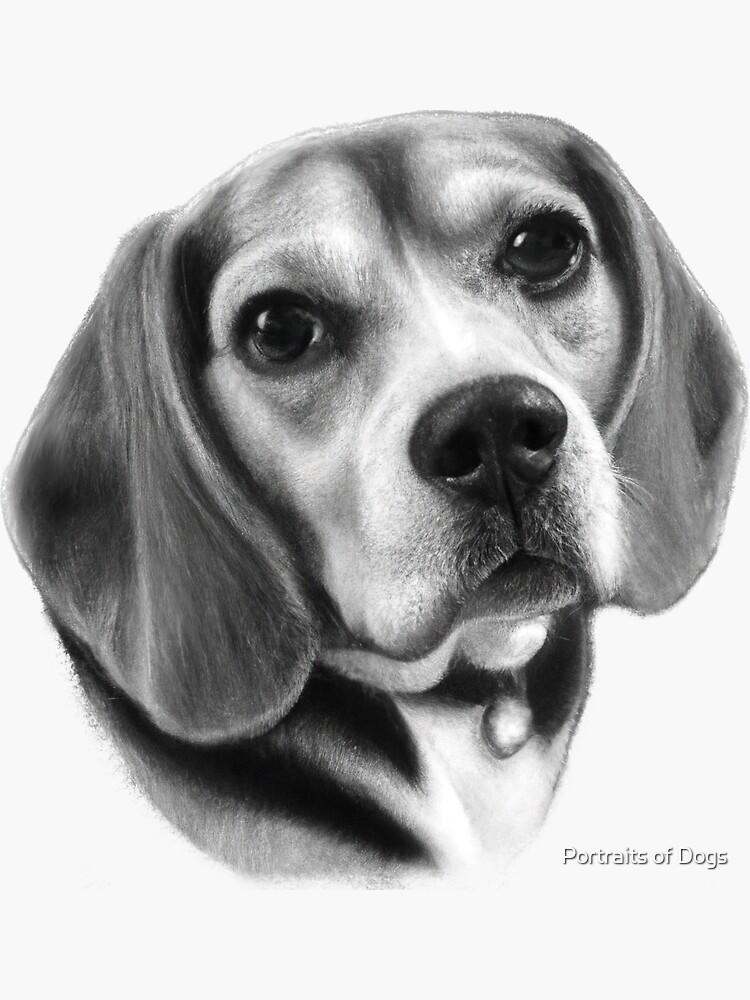 "Beagle Drawing | Beautiful Dog Art" Sticker for Sale by Jasonharperart ...