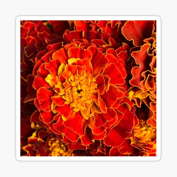 "Zenith Red Marigold Flower" Sticker for Sale by kifayat22 | Redbubble