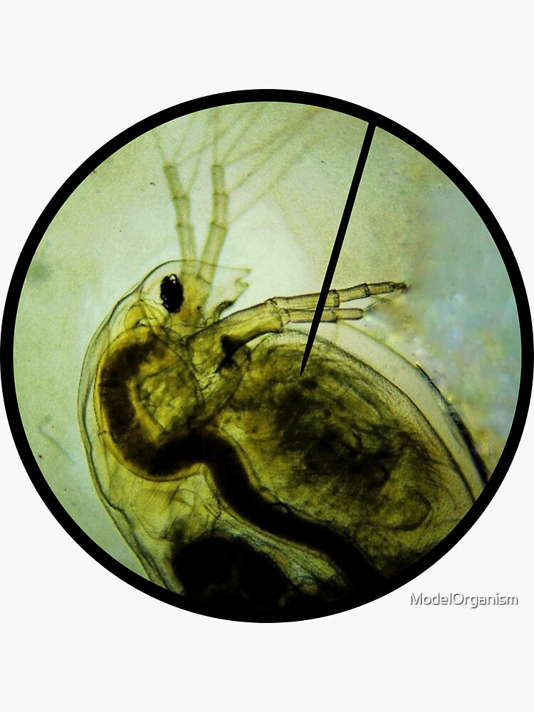 "Daphnia Water Flea Microscope Image" Sticker for Sale by ModelOrganism ...