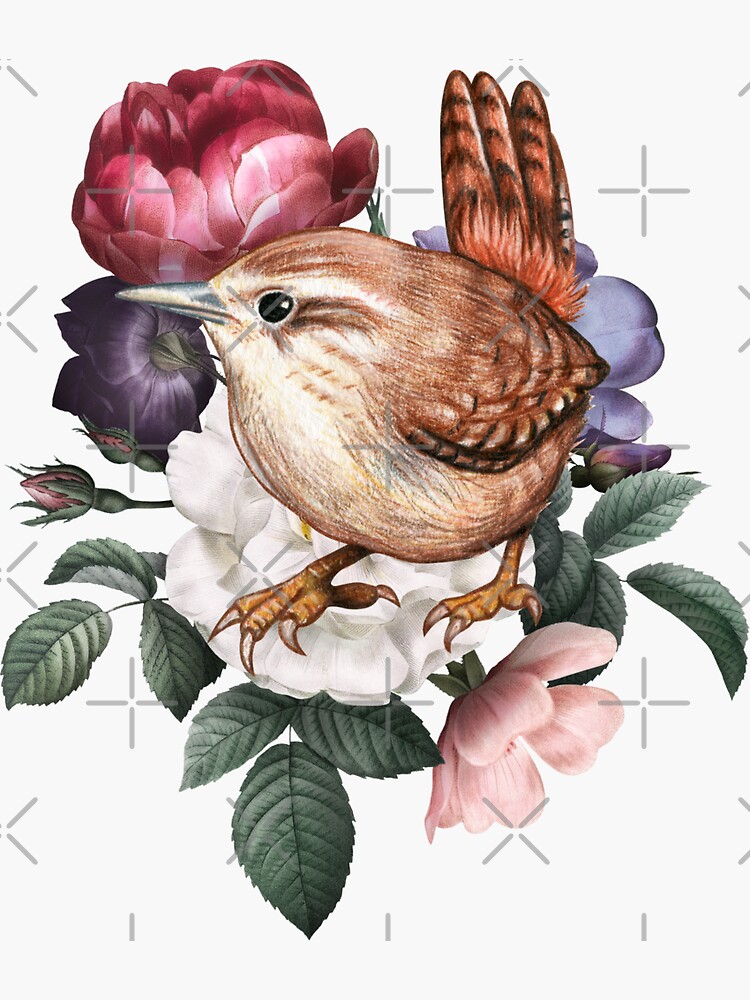 "Carolina Wren Shirt , Wren , Wren Bird Shirt , Wren Shirt , Birding ...