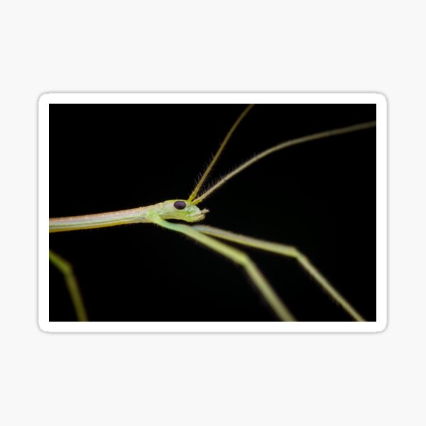 "A tiny stick insect nymph with a slightly transparent body" Sticker ...