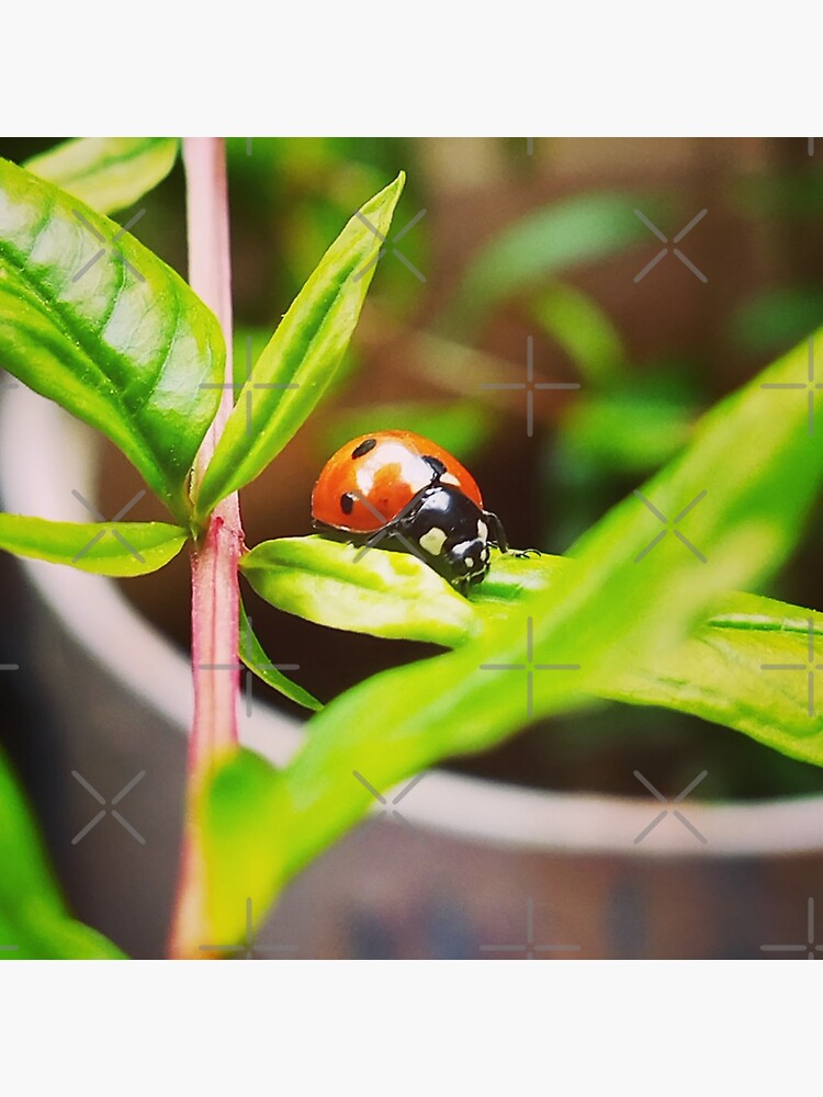 "Ladybug" Sticker for Sale by kifayat22 | Redbubble