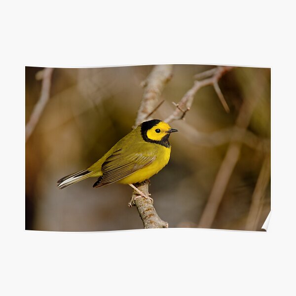 "Hooded Warbler" Poster for Sale by jaydee1400 | Redbubble