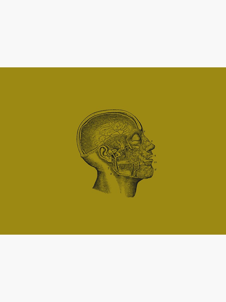 "Anatomical Vintage Drawing Skull - Human Heart, Kidney, Brain, Torso ...