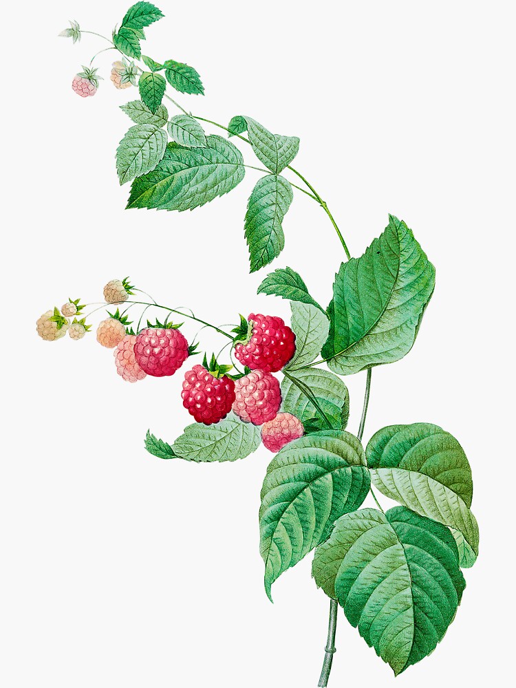 "Vintage Raspberry Illustration" Sticker for Sale by Uncanny Designs ...