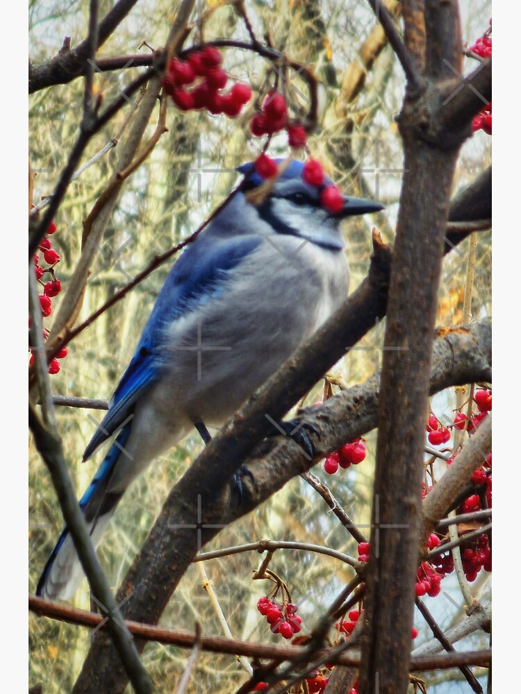 "Blue Jay in the Red Berries" Sticker for Sale by SXW-Designs | Redbubble
