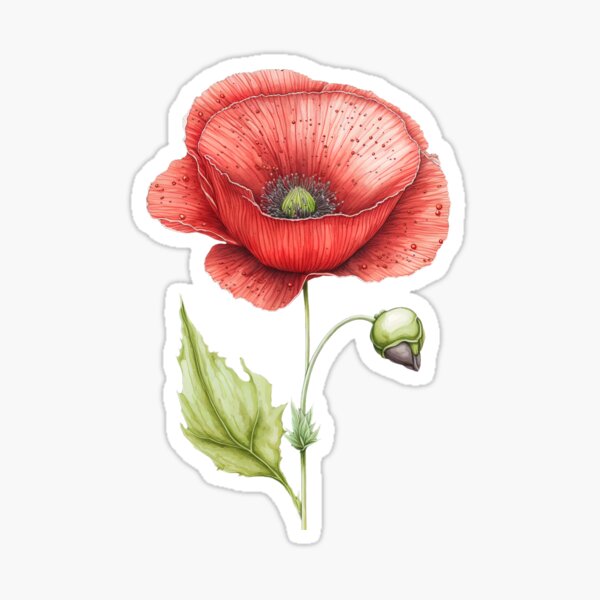 "A splash of color: The stunning poppy flower" Sticker for Sale by ...