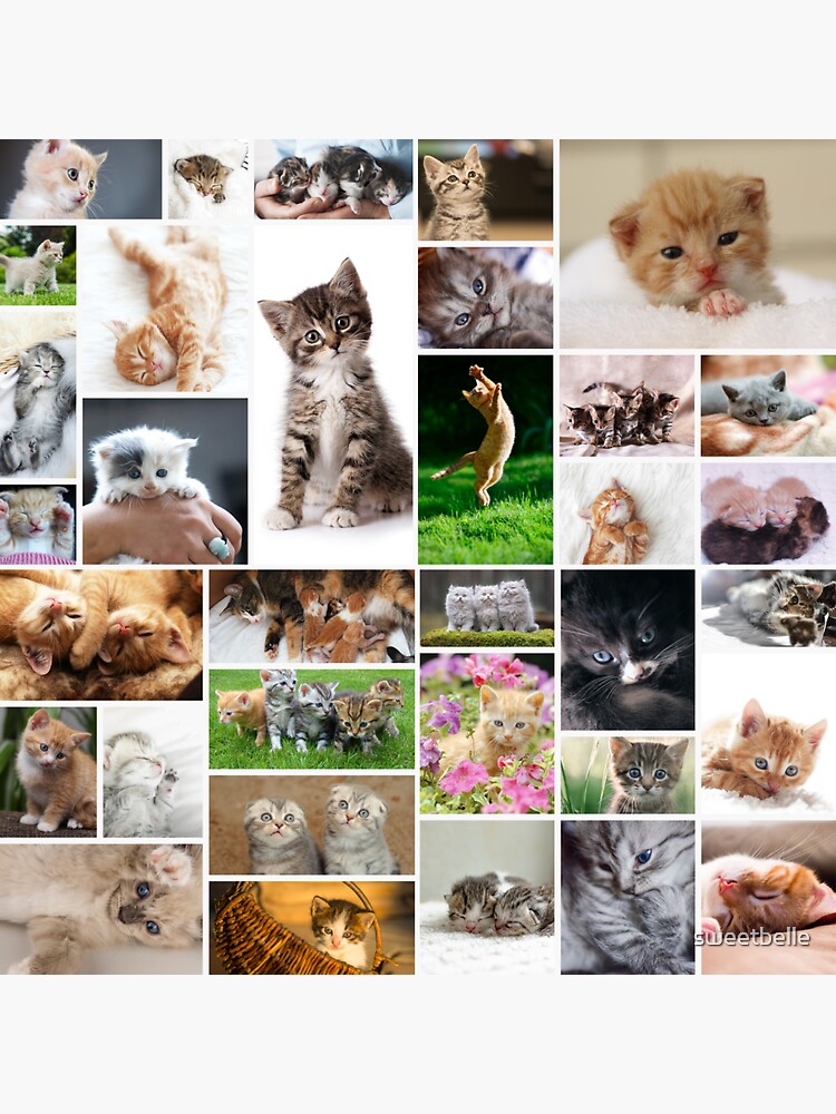 "Cute Kitten Pattern Photo Collage" Sticker for Sale by sweetbelle ...