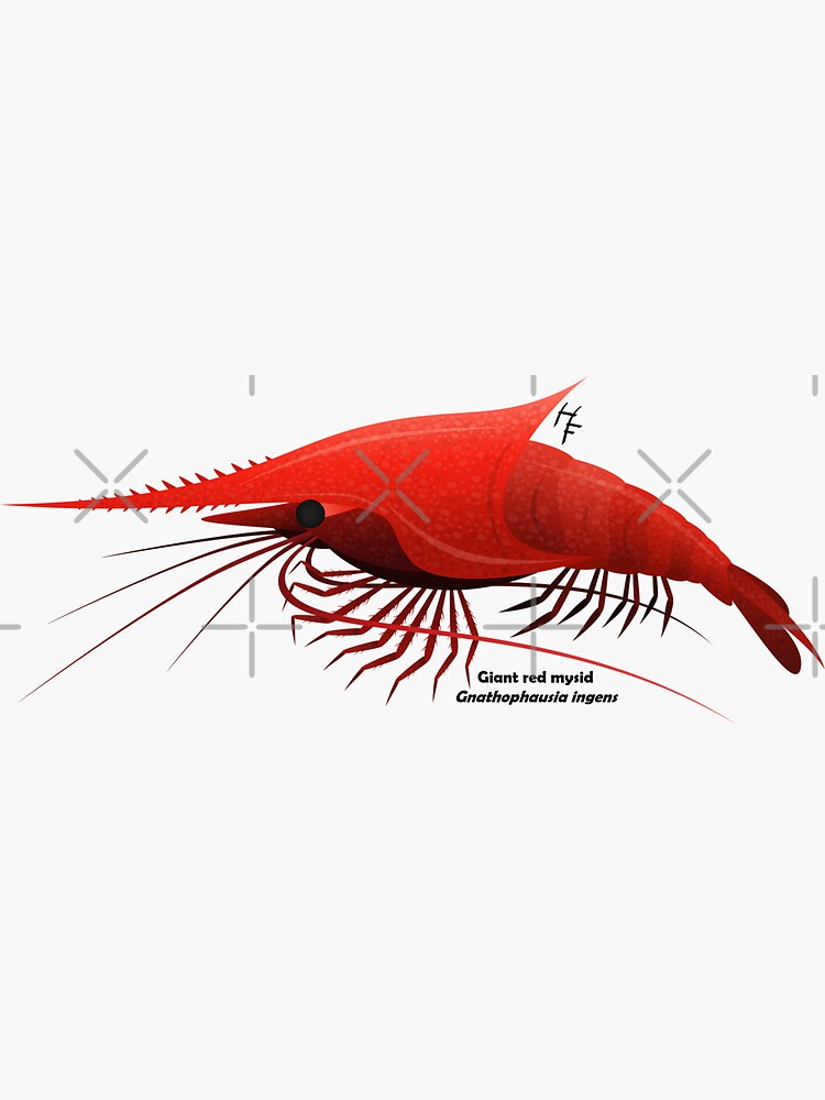"Team Submarine Giant Red Mysid (Gnathophausia ingens)" Sticker for ...