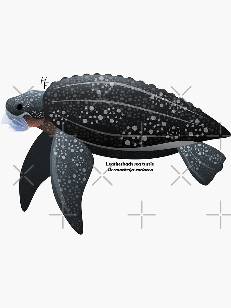 "Team Submarine Leatherback Sea Turtle (Dermochelys coriacea)" Sticker ...